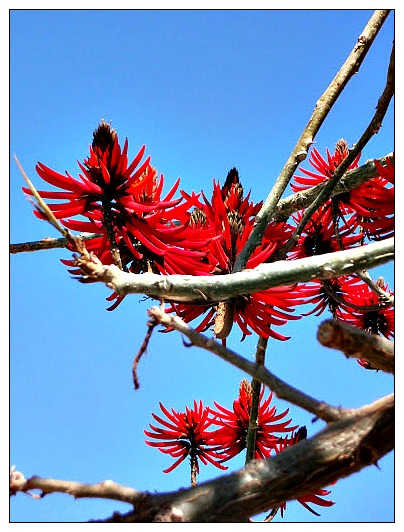 Flame Coral Tree. | Project Noah
