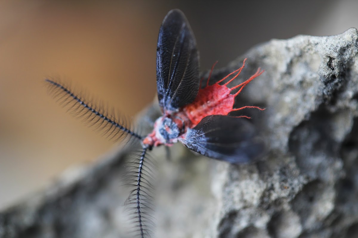 Giant Scale insect | Project Noah