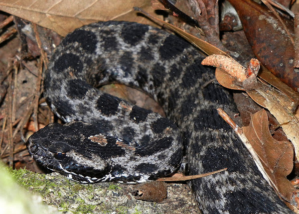 Pygmy Rattlesnake | Project Noah