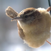 Backyard birds of Northeastern USA | Project Noah