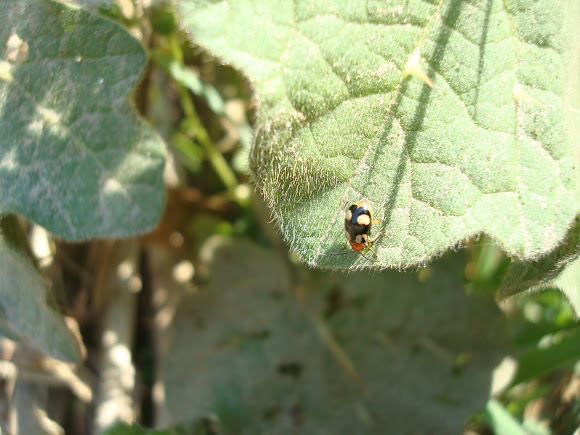 White-spotted Leaf Beetle | Project Noah