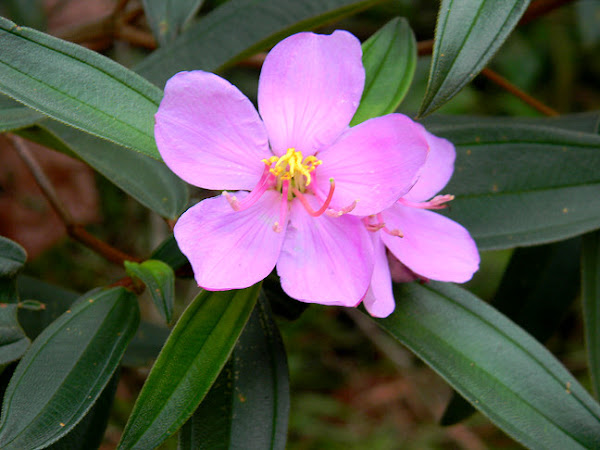 Singapore rhododendron, senduduk | Project Noah