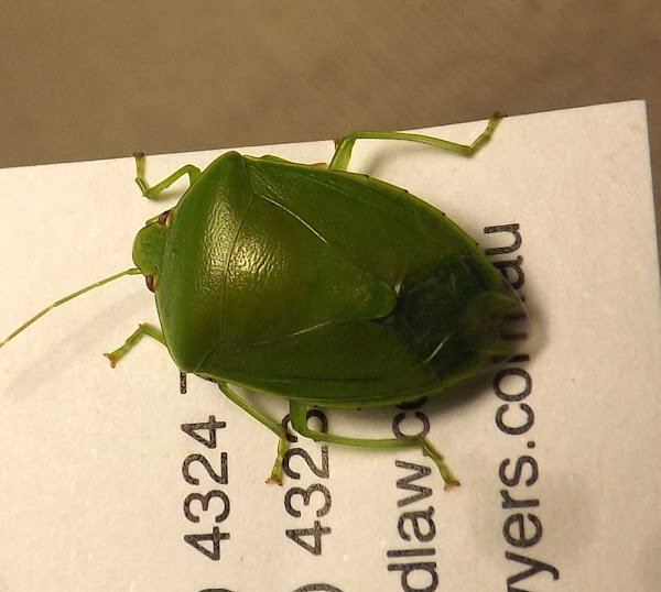 Green Potato Bug | Project Noah