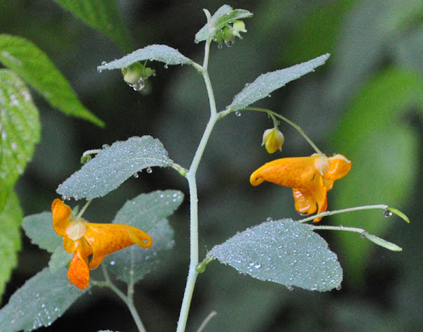Yellow Jewelweed | Project Noah