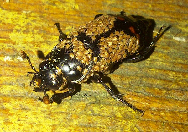 Carrion Beetle with Mites | Project Noah