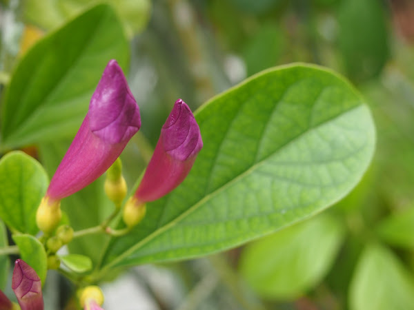 Glow vine / Purple trumpet vine | Project Noah