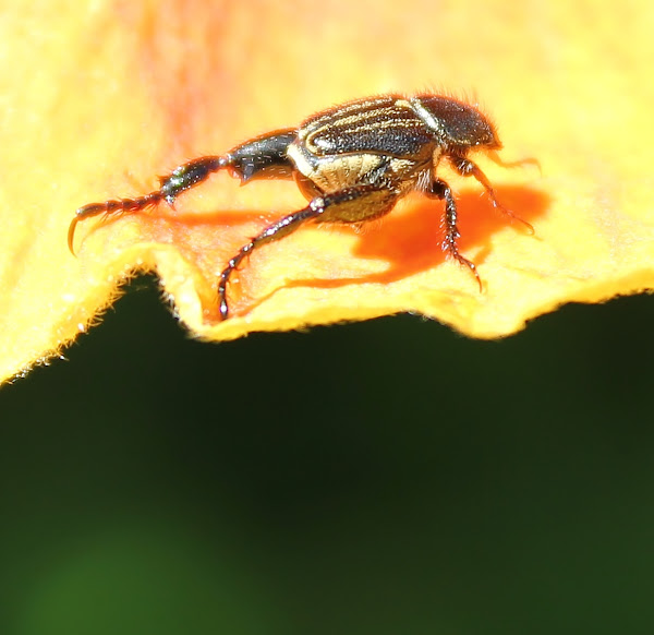 Monkey Beetle | Project Noah