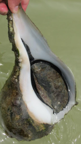 Lightning Whelk | Project Noah