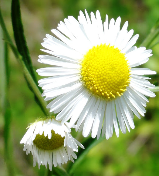 Eastern Daisy Fleabane | Project Noah