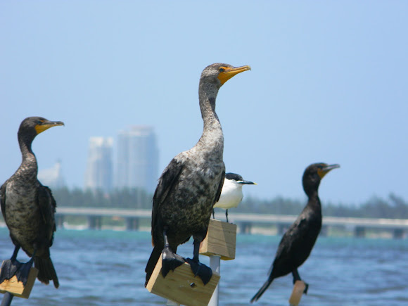 cormorán orejudo - double-crested cormorant | Project Noah