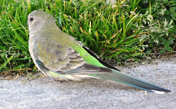 Red-rumped Parrot (FEMALE) | Project Noah