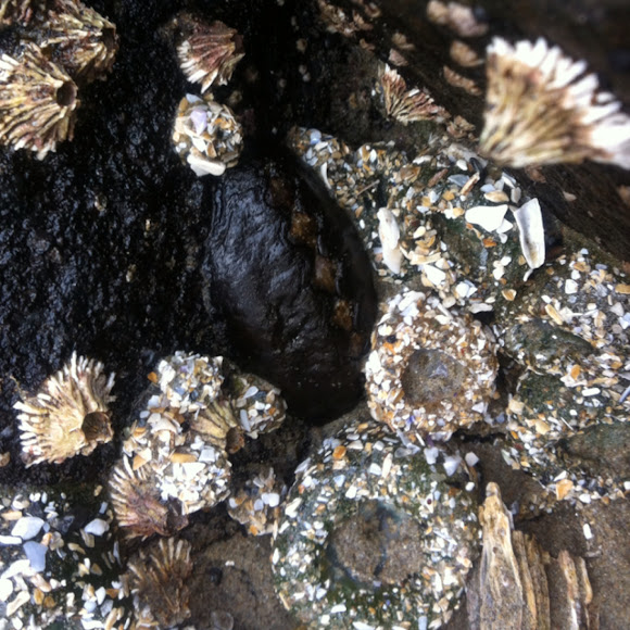 Black Katy Chiton | Project Noah