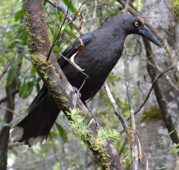 Black Currawong | Project Noah