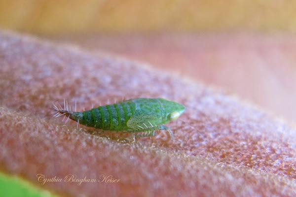 Privet Leafhopper Nymph | Project Noah