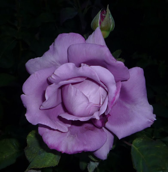 Rosa color morado | Project Noah