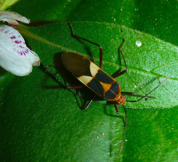 Coreid Bug | Project Noah