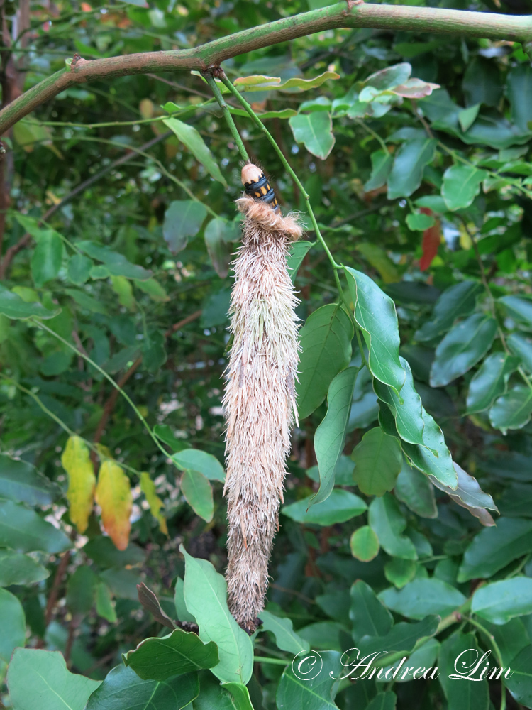 Bag moth or Case moth | Project Noah