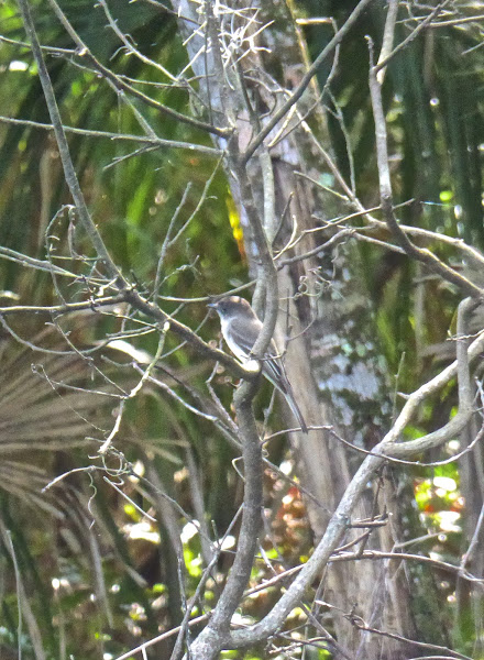Eastern Phoebe | Project Noah