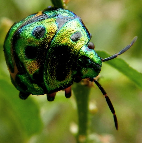 Indian Jewel Bug | Project Noah