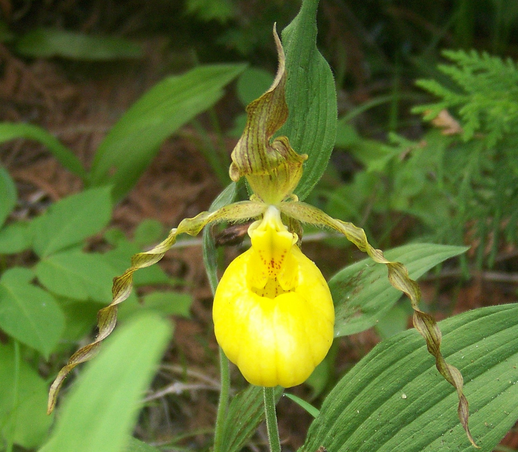 Yellow Lady Slipper | Project Noah
