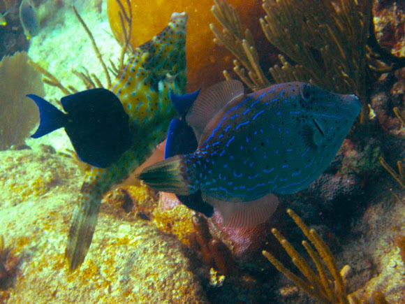 Scribbled Filefish | Project Noah