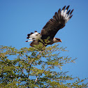 Aves de Chile - Birds of Chile | Project Noah