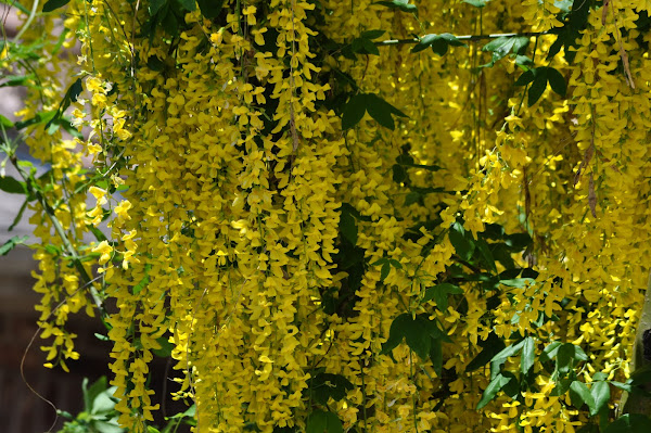 Gold Chain Tree | Project Noah