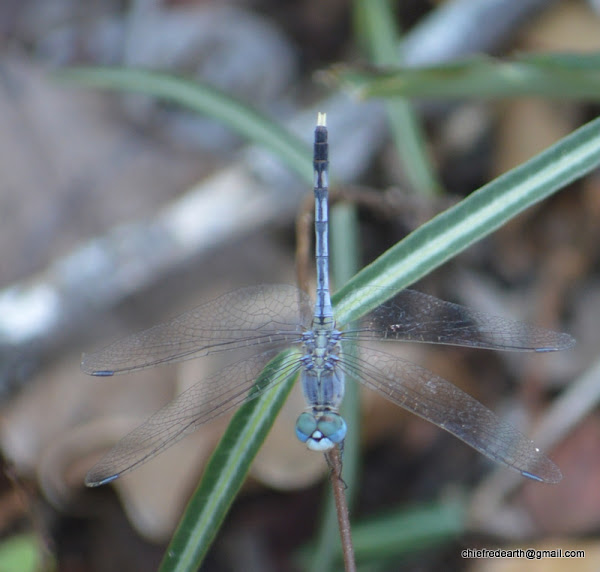 Ground Skimmer | Project Noah