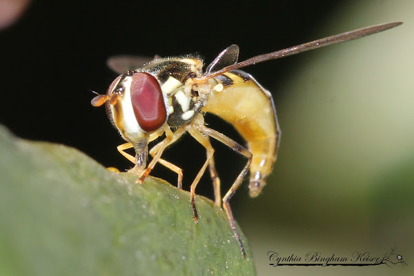 Common Oblique Syrphid | Project Noah