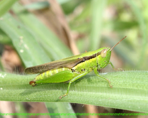 Rice Grasshopper | Project Noah
