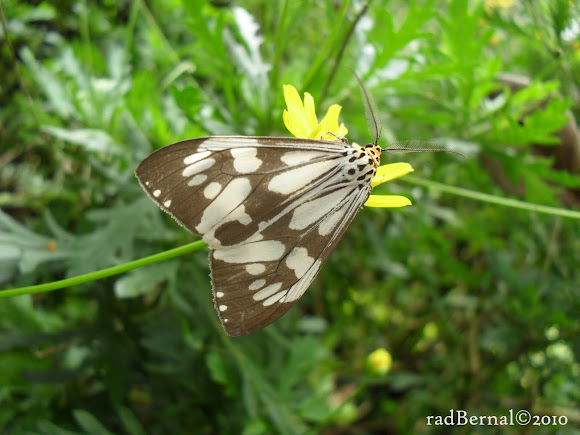 Marbled White Moth | Project Noah
