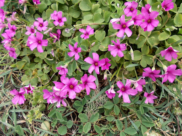 Pink shamrock | Project Noah