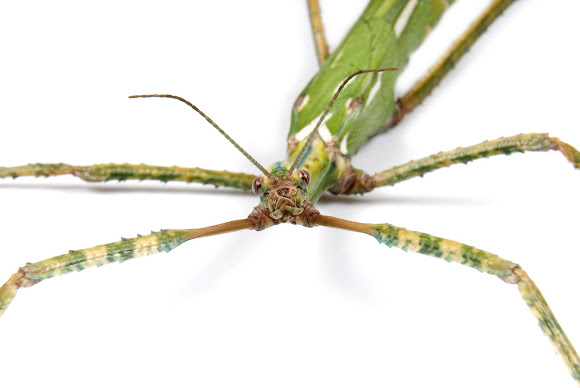 Goliath stick insect | Project Noah