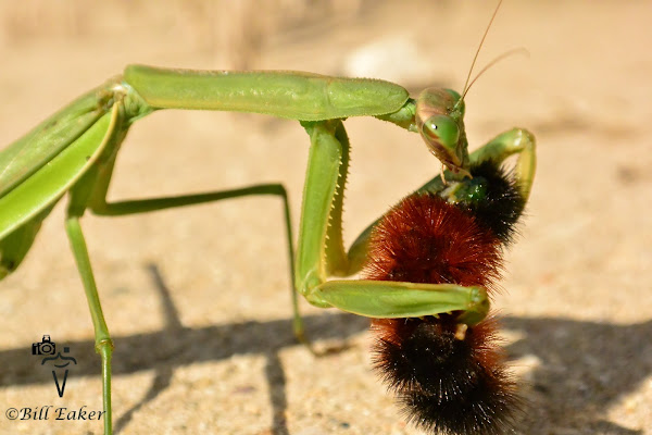 Chinese Mantis with Prey | Project Noah