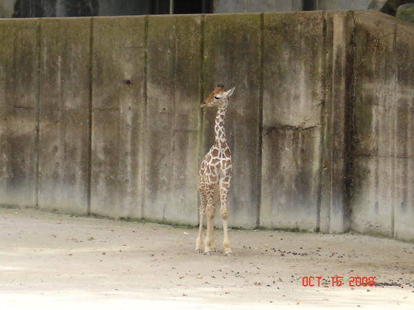 Baby giraffe | Project Noah