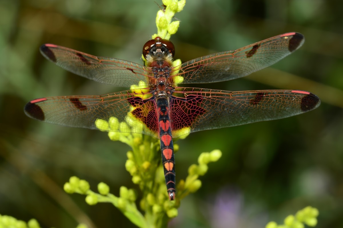 Calico Pennant | Project Noah