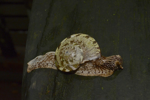 Snail | Project Noah