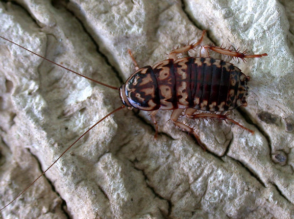 Harlequin Cockroach | Project Noah