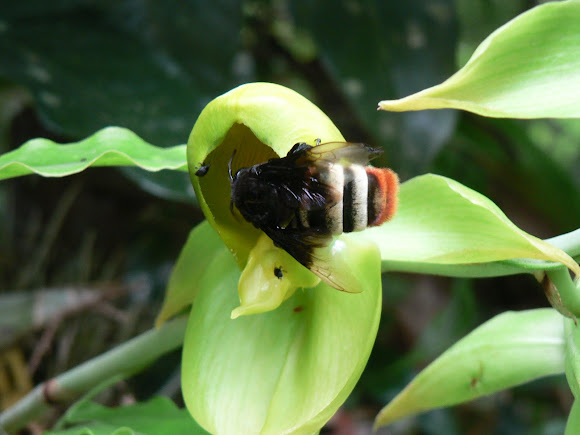 Hairy orchid bee | Project Noah