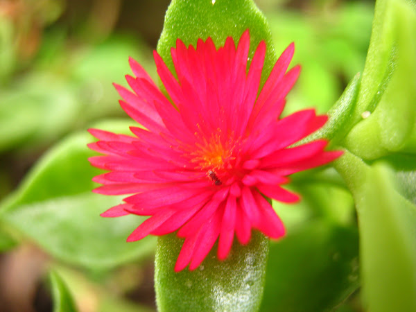 Baby sun rose | Project Noah