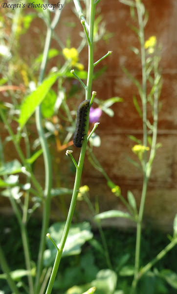 Mustard Sawfly Larva | Project Noah