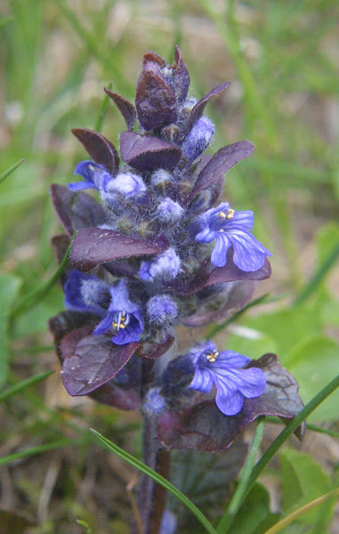 Common Bugle | Project Noah