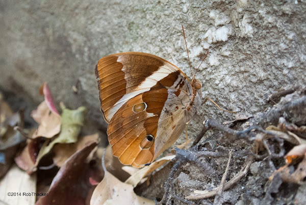 Tufted Jungleking | Project Noah