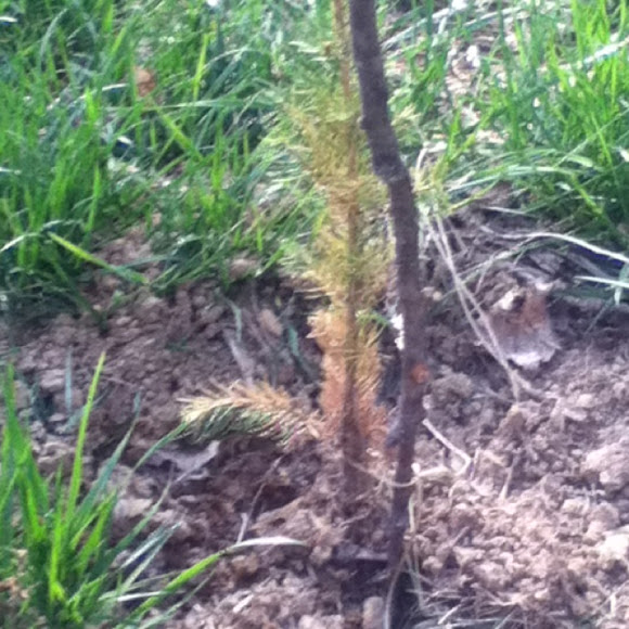 Baby pine tree | Project Noah