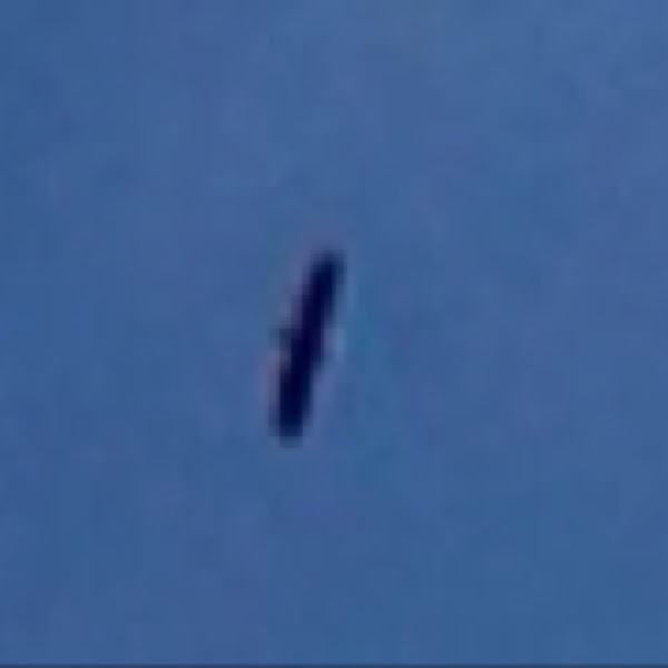 Bald Eagle | Project Noah