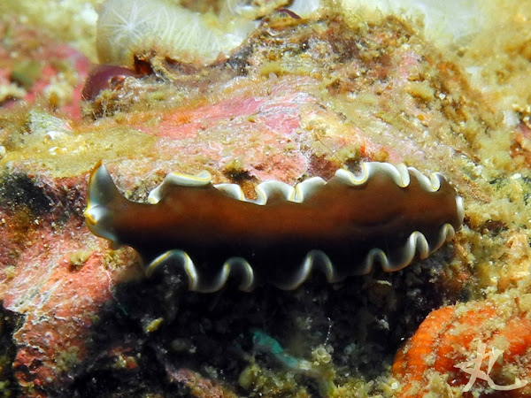 Flatworm | Project Noah