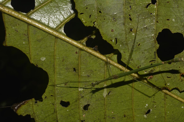 Winged Stick Insect, Phasmid - Male | Project Noah