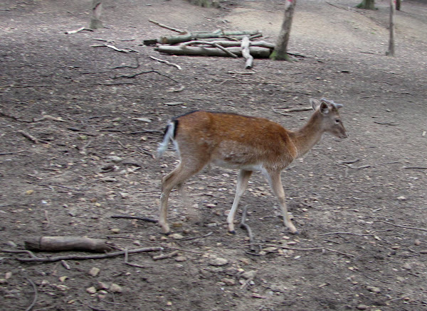 Fallow Deer,Gamo | Project Noah