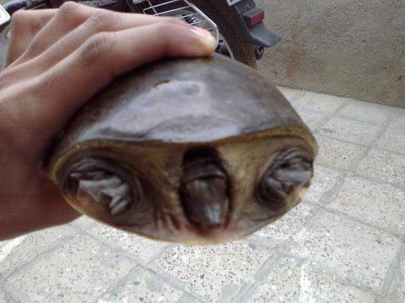 Indian Flap-shelled Turtle | Project Noah