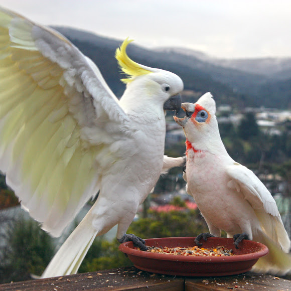 Sulfur-Crested Cockatoo and Long-billed Corella | Project Noah